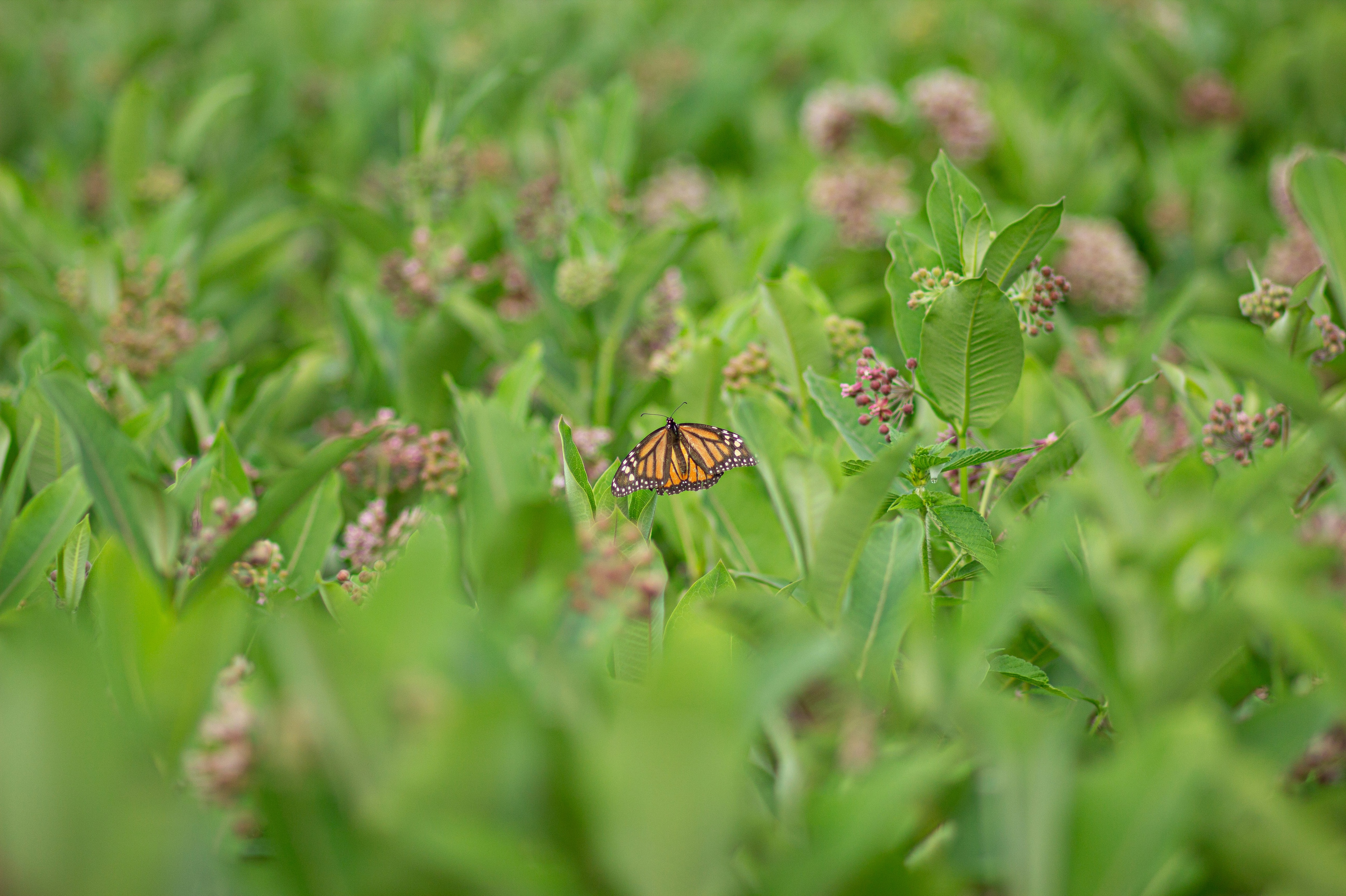 Butterfly Effect: How Ford Employees are Working to Help Save Monarchs